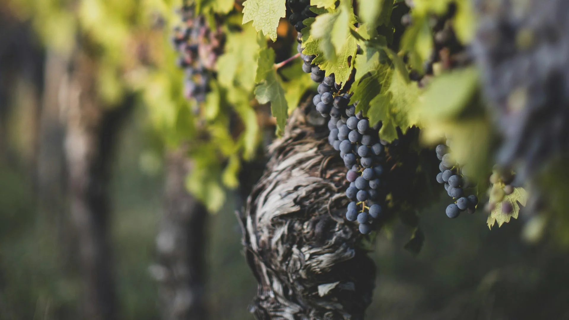 Understanding the Niagara Grape Varietal: Flavor and Characteristics